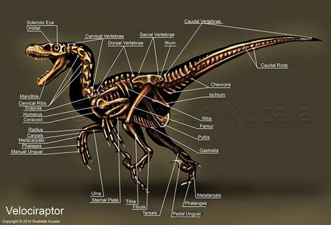 Pin By Anatoliy Leshchyshyn On Deinonychus Tribute Velociraptor