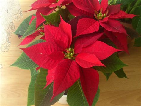 Poinsettia Noel Yıldızı Euphorbia Pulcherrima Молочай красивейший