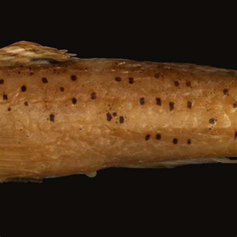 Lectotype Of Gobius Canestrinii Nmw 29943 Lateral View Scale Bar