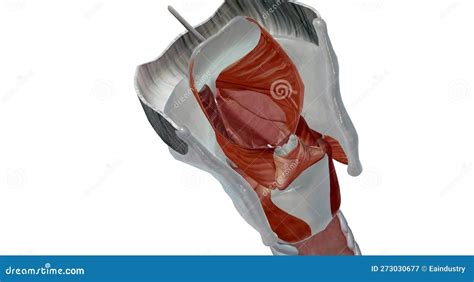 Músculos Extrínsecos De La Laringe