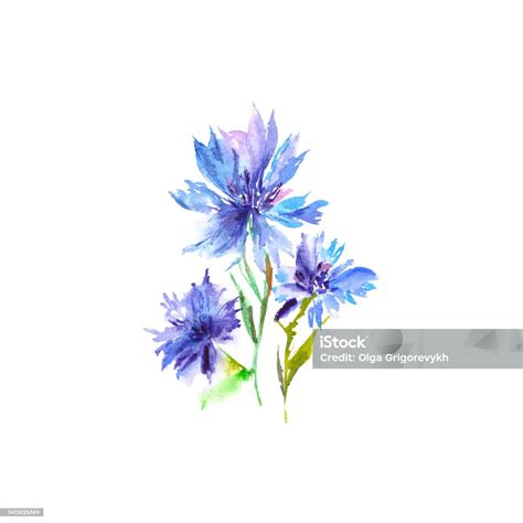 수채화 옥수수 꽃과 데이지 파란색 그리기 꽃 야생화 꽃다발 수레국화에 대한 스톡 벡터 아트 및 기타 이미지 수레국화 태양