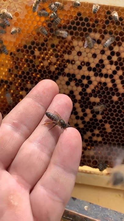Рождения Новой Матки Королева Пчел пасека пчелы матка пасека деревня вкусно животные