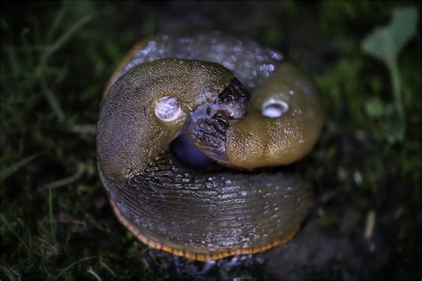 Yin And Yang Two Mating Slugs Indulge Themselves In The Sl… Flickr
