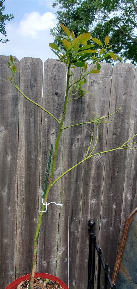 Prune Or Not To Prune Ravocado
