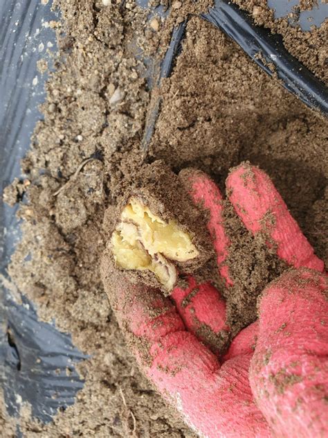감자 수확시기심는시기 꽃따기 감자잎 추비 웃거름 주며 키우기 네이버 블로그 감자 수확시기심는시기 꽃따기 감자잎 추비 웃거름 주며 키우기 네이버 블로그