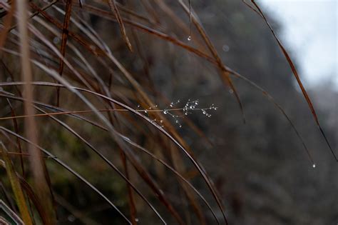 露 草 草地 Pixabay上的免费照片 Pixabay