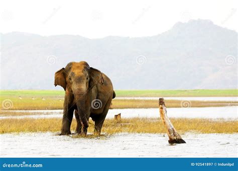 Wild Elephant In Sri Lanka Stock Image Image Of Mammal 92541897