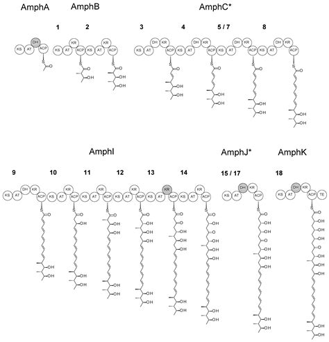 Characterisation Of Modular Polyketide Synthases Designed To Make Pentaene Analogues Of
