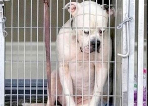 Gli Mancava Una Parte Del Viso E I Suoi Ex Padroni Lo Hanno Abbandonato Pensando Stesse Morendo