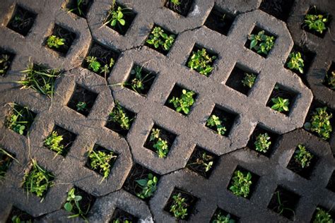 Premium Photo Green Grass Between Sidewalk Square Tiles