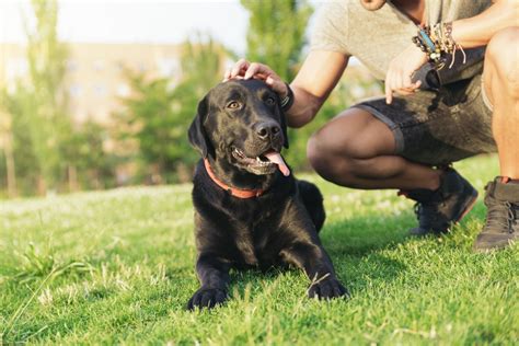 Knobbels Bij Honden Zo Kun Je Ze Vinden Dier En Zorg Gids