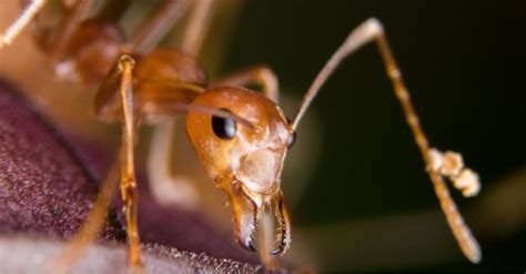 What Do Fire Ants Eat Feeding Habits Of Aggressive Insects
