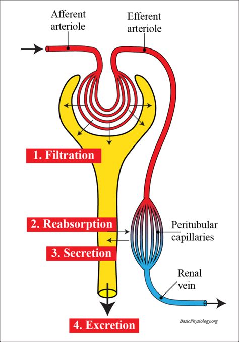 F 3 1 The Nephron BasicPhysiology Org