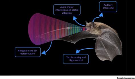 Neural Coding Of 3D Spatial Location Orientation And Action Selection