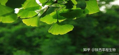 银杏内酯提取方法及其药理作用 知乎