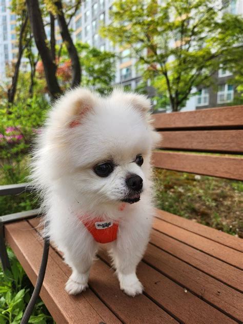 [잡담] 엄마가 보내준 우리집 강아지 사진 좀 봐조ㅜㅜㅜ 인스티즈 Instiz 일상 카테고리