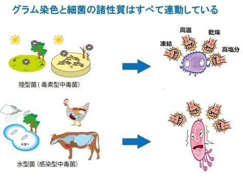 グラム陽性菌とグラム陰性菌の違いードライとウェットでの生き残りやすさ 食品微生物学（検査と制御方法）｜基礎と最新情報を解説｜木村 凡