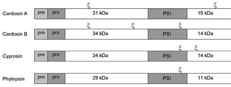 Domain Organization Of Cardosins A And B Precursors As Compared To