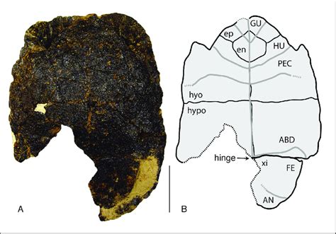 The Plastron Of The Specimen Of Testudo Cf Graeca LGPUT PLD 70 From
