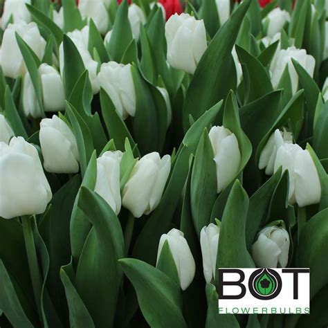 Litouwen Bot Flowerbulbs