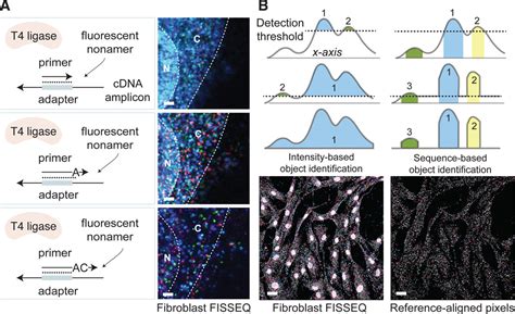 Highly Multiplexed Subcellular Rna Sequencing In Situ Pmc