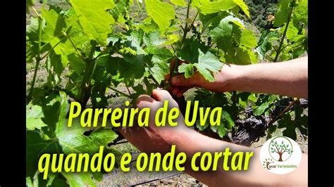 Parreira De Uva Em Casa Qual O Tamanho Correto De Crescimento Youtube