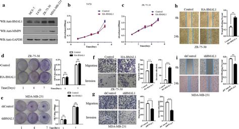 Circadian Protein Bmal1 Promotes Breast Cancer Cell Invasion And