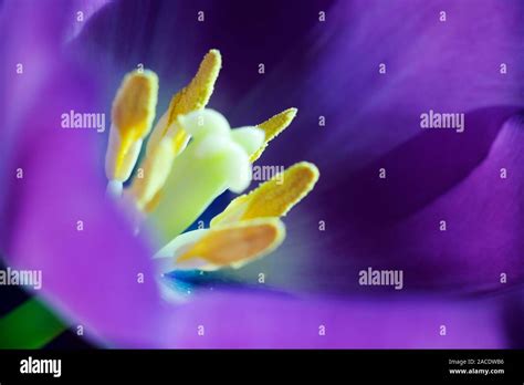 Tulip Close Up Of The Reproductive Structures Of A Tulip Tulipa Sp In The Centre Is The