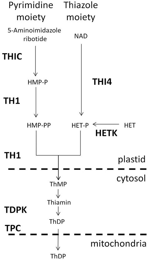 Thiamin Biosynthesis Pathway In Plants Abbreviations Bold Used For Download Scientific