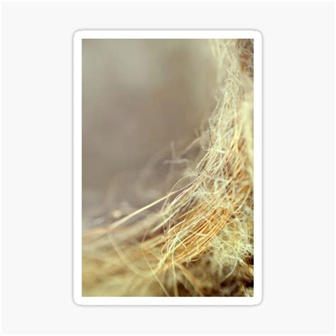 Nest Sticker For Sale By Pmistric Redbubble