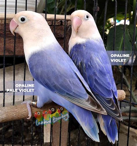Pale Lovebird Mutation Lovebird Mutations