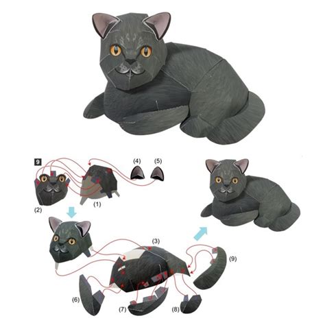 โมเดลกระดาษ 3d แมว บริติช ช็อตแฮร์ British Shorthair กระดาษโฟโต้