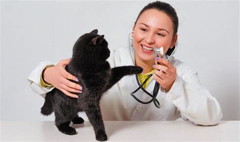 Making Vet Visits Less Stressful Tufts Catnip