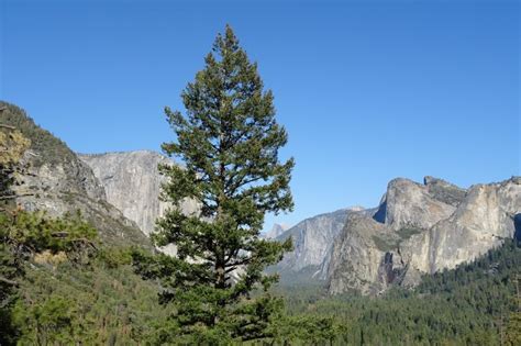 Características Y Usos Del Cedro Un Árbol Majestuoso