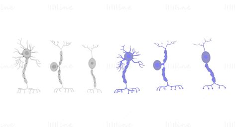 Types Of Neurons 3d Model