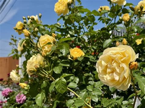 米子市旗ヶ崎に本格的なバラ園があった。その数、40種以上！【山陰フォト散歩】｜日刊lazudaラズダ 島根・鳥取を知る、見る、食べる