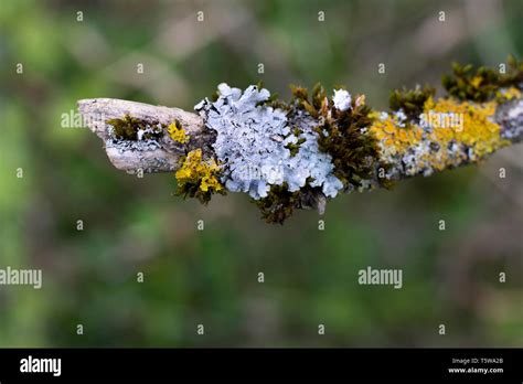 Foliose Lichen A Composite Organism That Arises From Algae Or