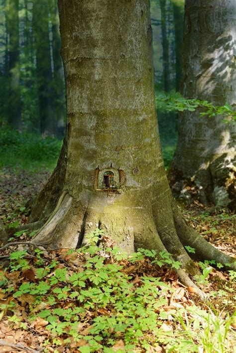 In The Depths Of A Beech Forest Perennial Trees On A Summer Day Stock