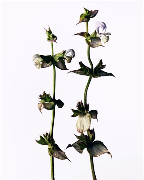 Shop Skin Botanical Face Oil Armonia