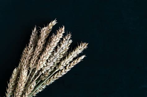 검은 배경에 밀 귀의 꽃다발 상단 보기 텍스트에 대한 복사 공간 건조한에 대한 스톡 사진 및 기타 이미지 건조한 검정색