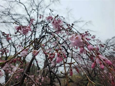 【六義園】しだれ桜の開花状況（令和6年3月25日）｜公園へ行こう！