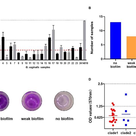 Biofilm Formation Of G Vaginalis Clinical Isolates And A Laboratory