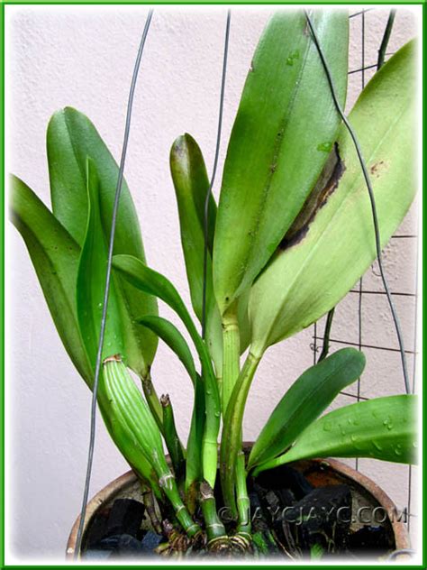 An Unifoliate Cattleya Hybrid Just To Showcase The Leaves … Flickr