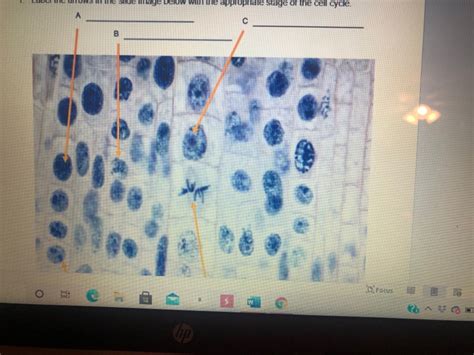 Part 1 Calculating Time Spent In Each Cell Cycle