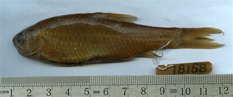 Matsya Sinensis