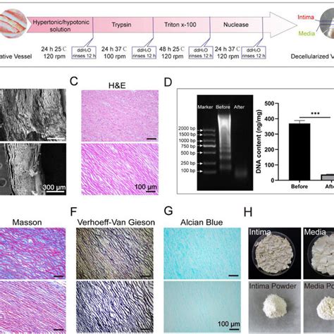 Decellularization Process And Effect Evaluation A Schematic Of The Download Scientific