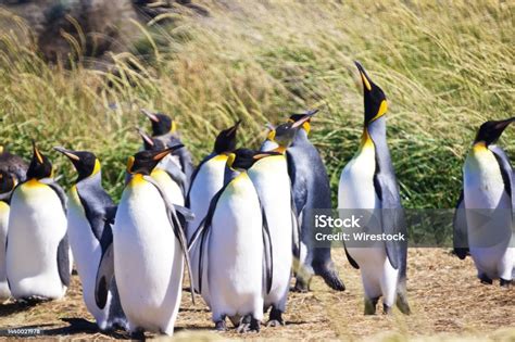 파타고니아 티에라 델 푸 에고에서 놀고있는 귀여운 황제 펭귄 그룹 펭귄에 대한 스톡 사진 및 기타 이미지 펭귄 0명 경관 Istock