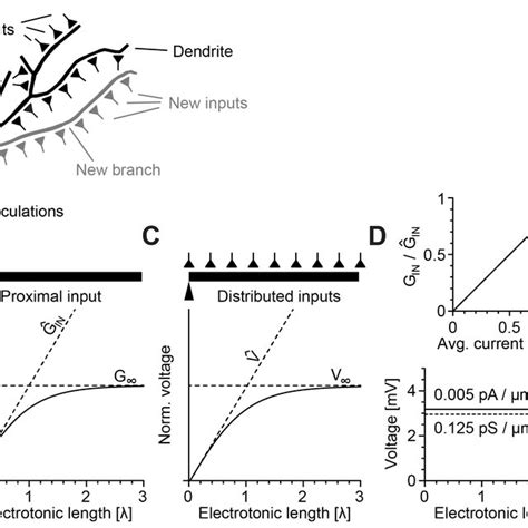 Passive Steady State Model Responses To Distributed Synaptic Inputs Are Download Scientific