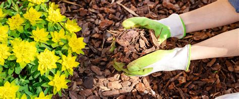 How Often Should You Mulch Your Landscaping For Maximum Benefits