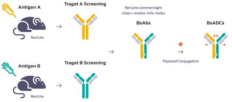 Bispecific Antibody Drug Conjugate Platform Biocytogen